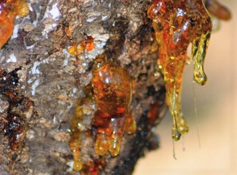 Copaiba Balsam - Copaifera officinalis – Mantra Aromatherapy