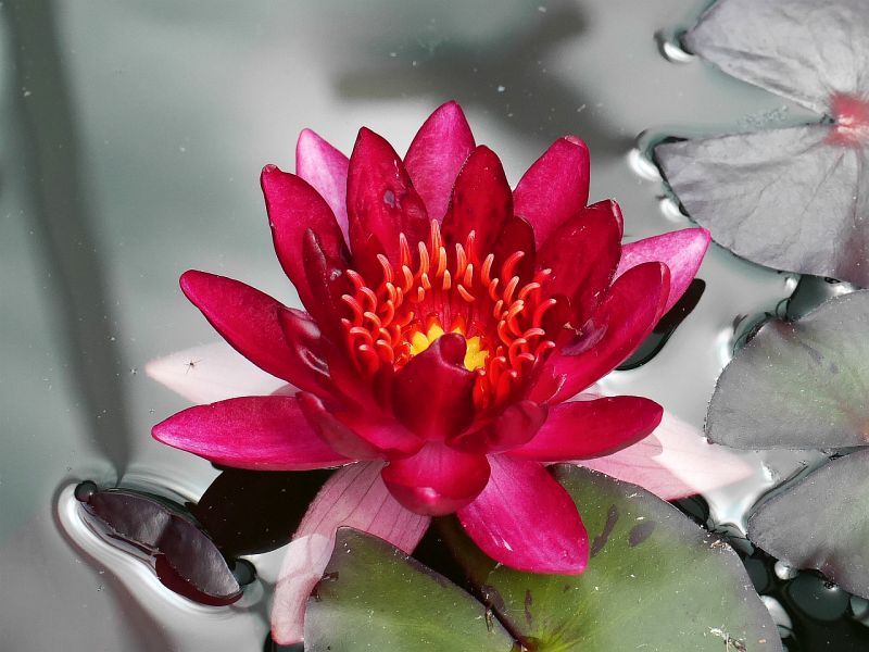 Red Lotus Flower Meaning Sacred Lotus | Description, Edible, Uses,