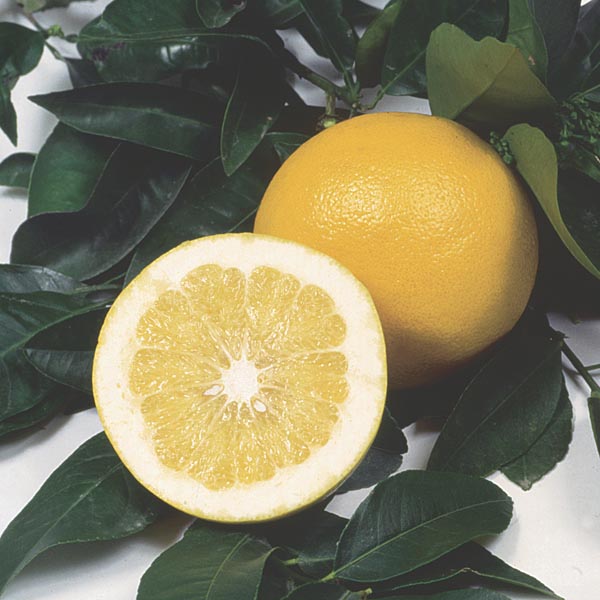 White grapefruit store